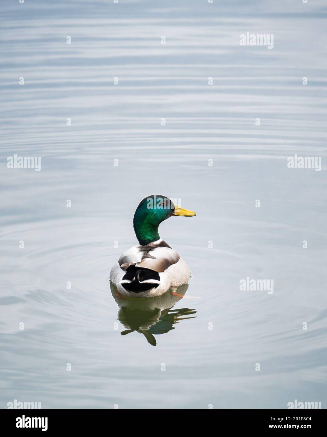 Male Mallard Duck Drake Anas Platyrhynchos Back View Swimming In The