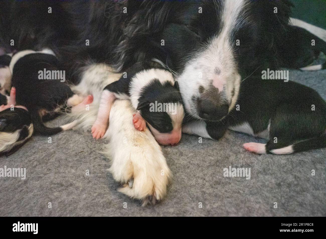 Week-old Border Collie puppies resting in a whelping box, eyes closed ...
