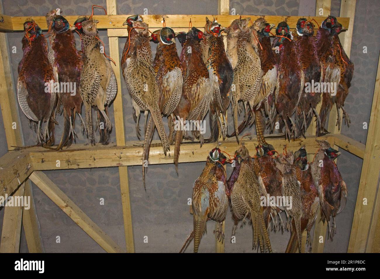 Common pheasant (Phasianus colchicus) shot, wild bird from shoot ...