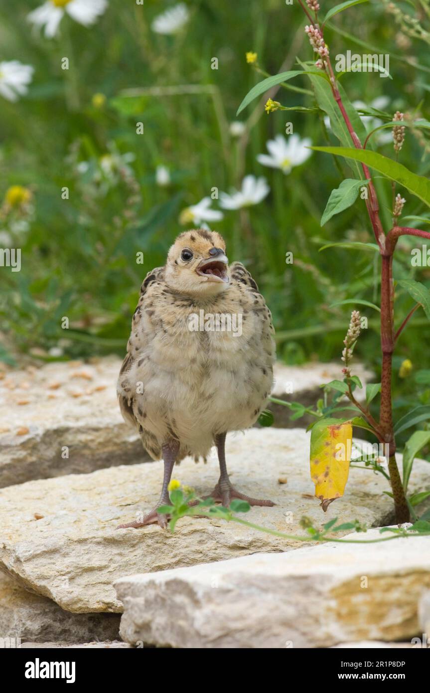Common pheasant (Phasianus colchicus) young, with open bill, standing ...