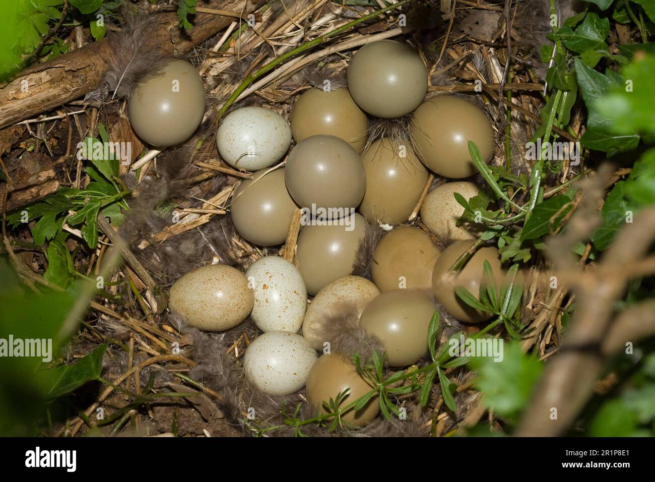 Common pheasant (Phasianus colchicus) and red-legged partridge ...