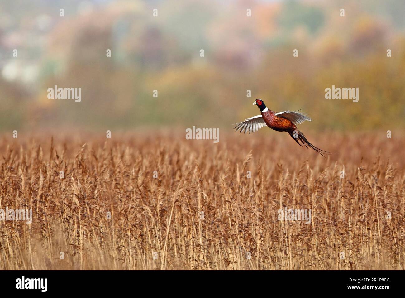 Common pheasant (Phasianus colchicus), adult male, in flight over reeds ...