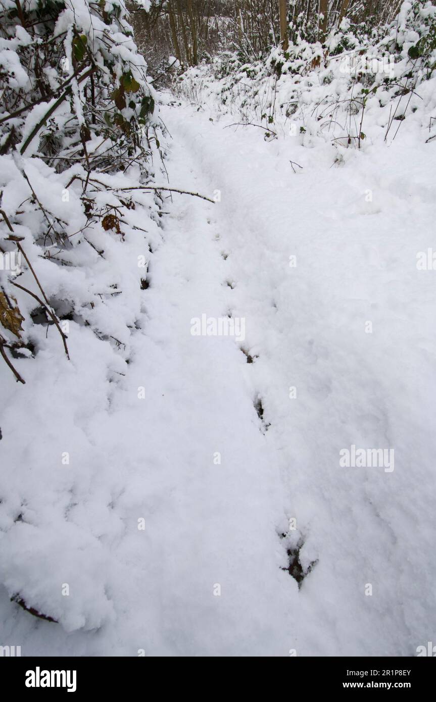 Common Pheasant (Phasianus colchicus) footprints in snow, Kent, England ...