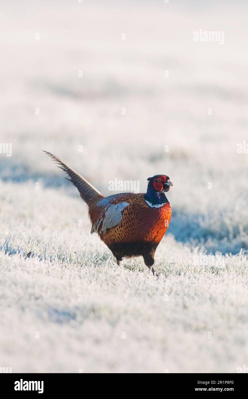 Common Pheasant (Phasianus colchicus) adult male, walking on frost ...