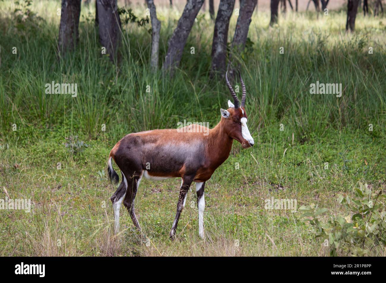 The blesbok or blesbuck (Damaliscus pygargus phillipsi) is a subspecies ...