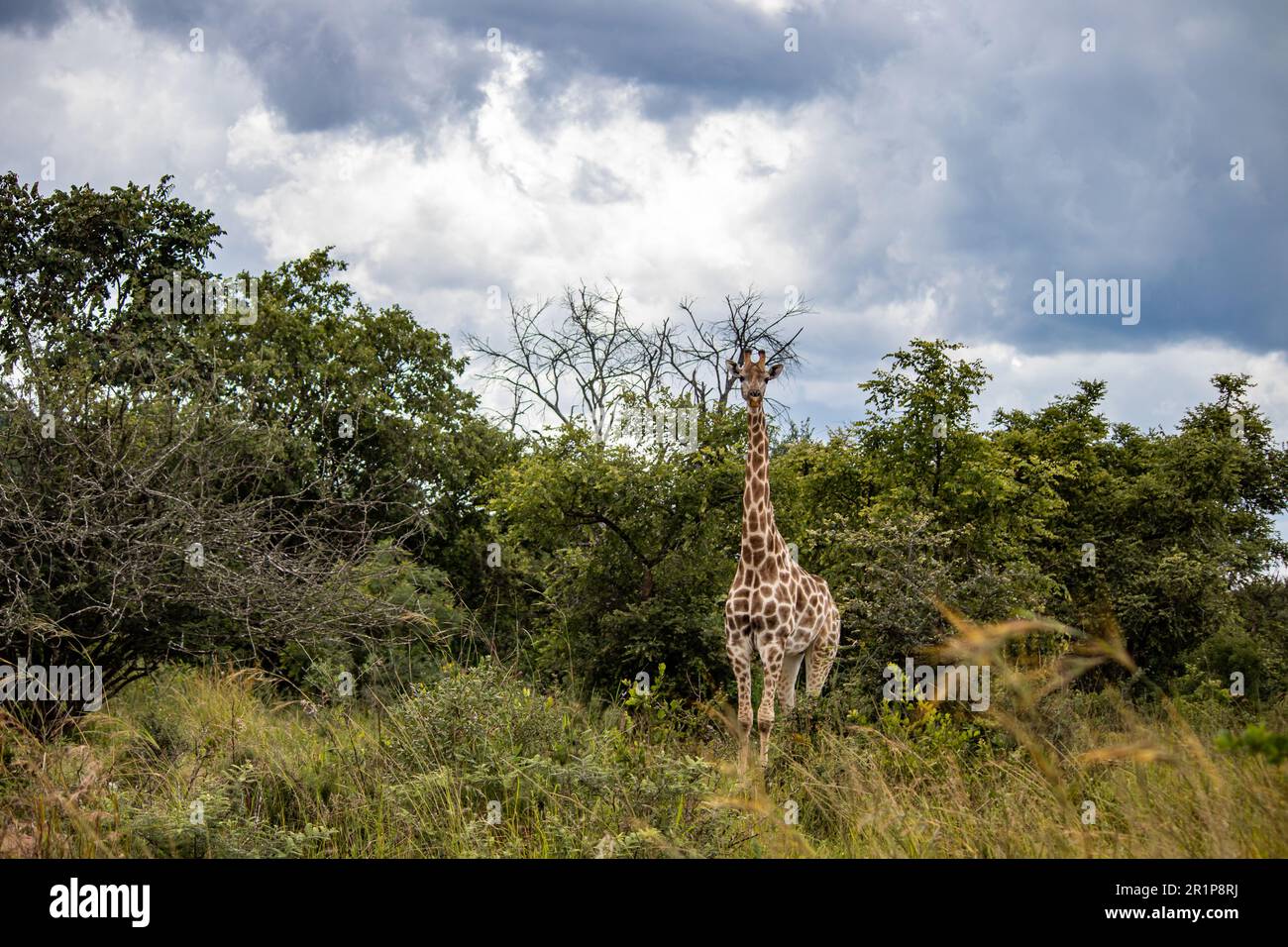 Lonely Giraffe in savannah, her natural habitat, in Imire Rhino ...