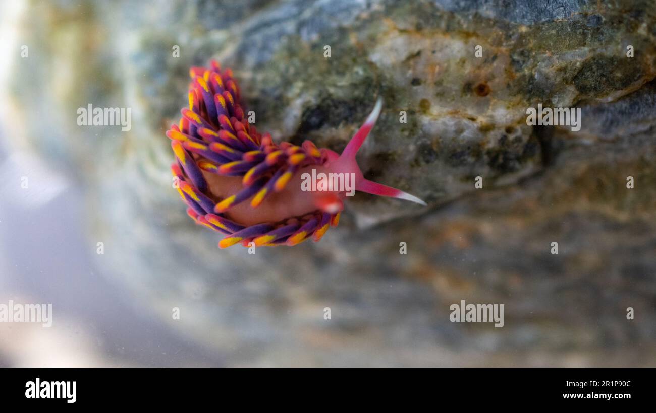 Rainbow Sea Slug Nudibranch in rock pool Falmouth Cornwall UK Stock ...