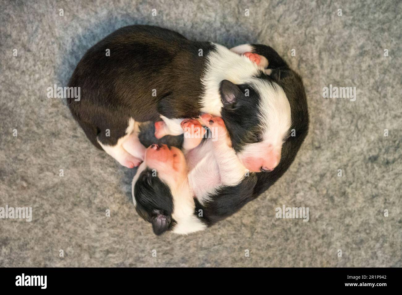 Week-old Border Collie puppies resting in a whelping box, eyes closed ...