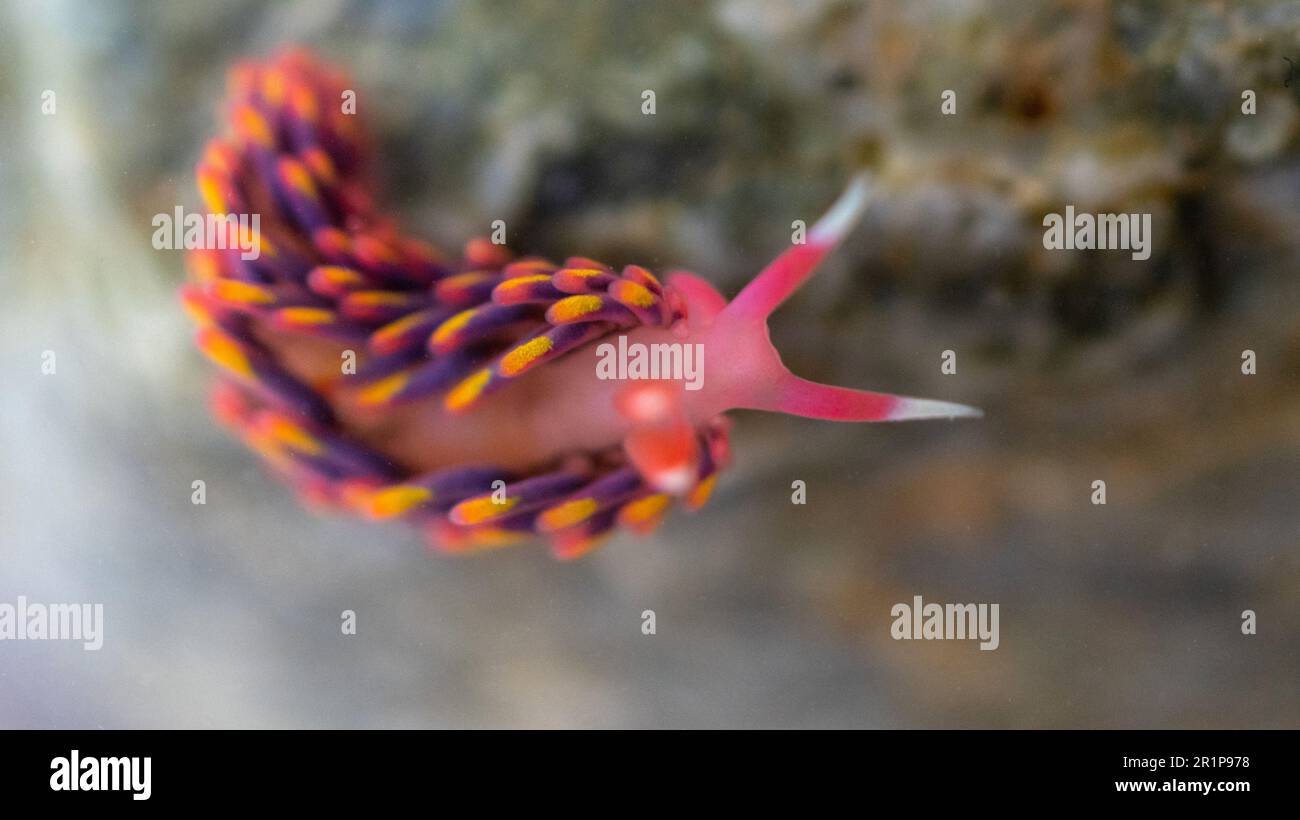 Rainbow sea slug hi-res stock photography and images - Alamy