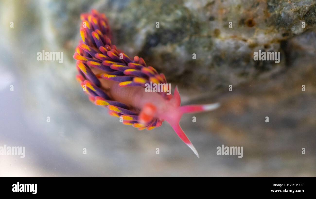 Rainbow sea slug hi-res stock photography and images - Alamy