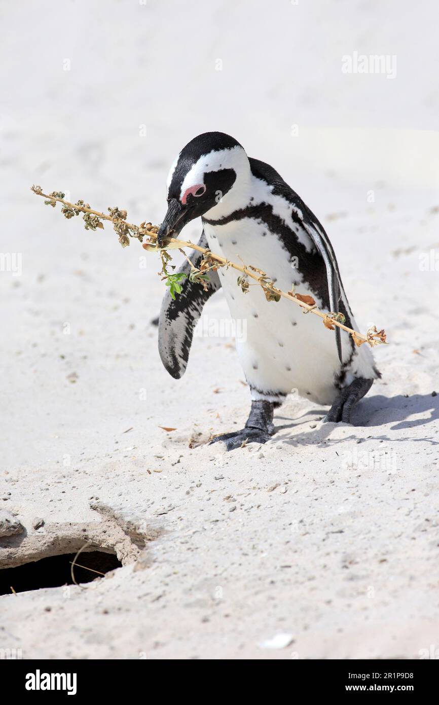 Jackass Penguin (Spheniscus demersus), adult walking in breeding area ...