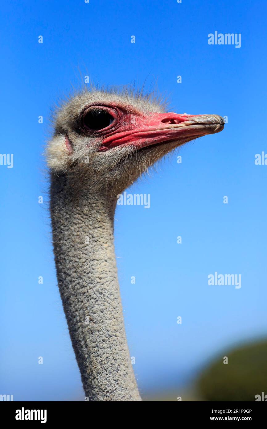 South african ostrich (Struthio camelus australis), adult male ...