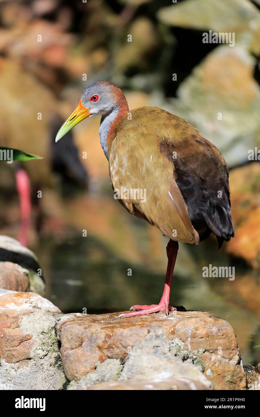 Giant wood rail (Aramides ypecaha Stock Photo - Alamy