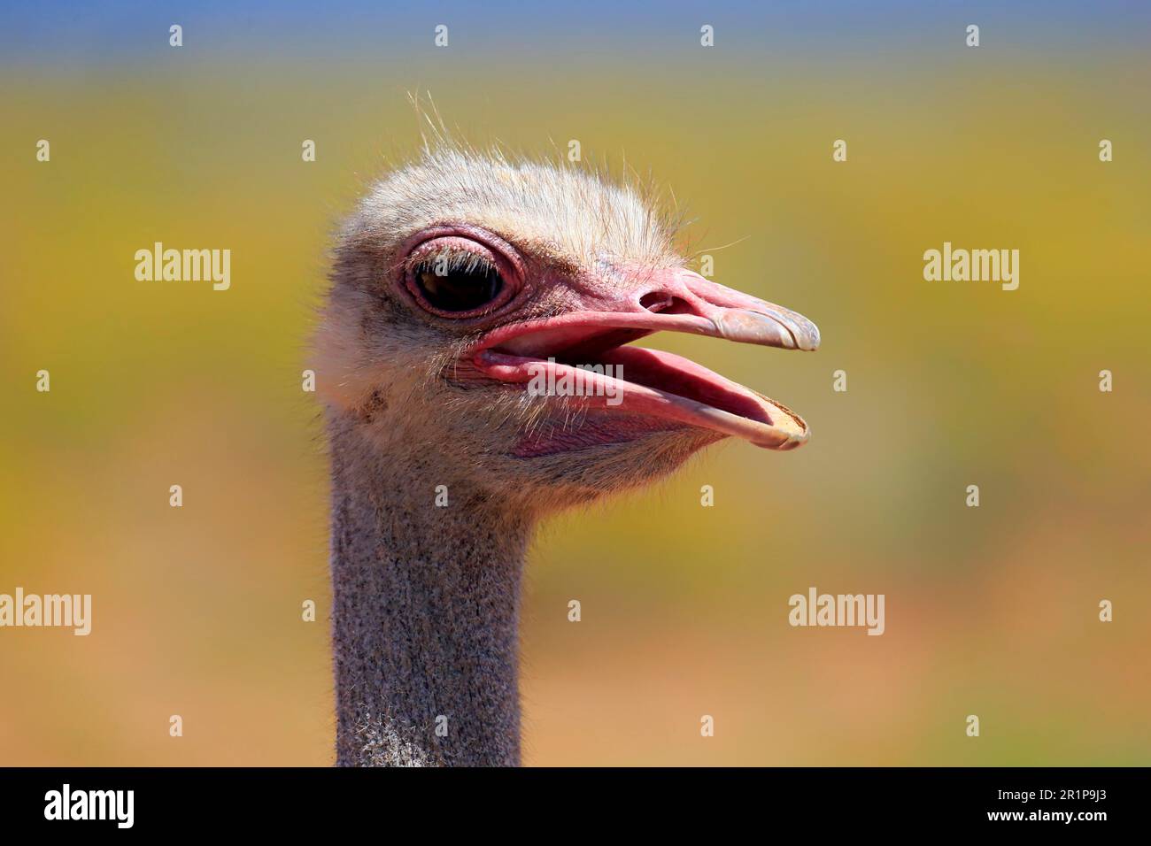 South african ostrich (Struthio camelus australis), adult male ...
