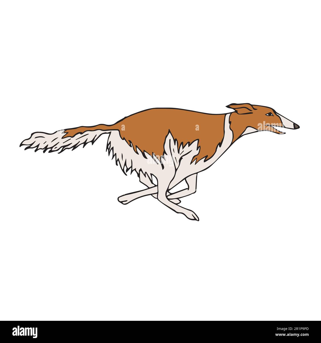 Vector hand drawn russian borzoi dog Stock Vector Image & Art - Alamy