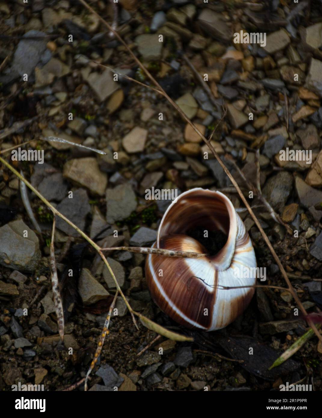 White snail shell on the ground Stock Photo - Alamy