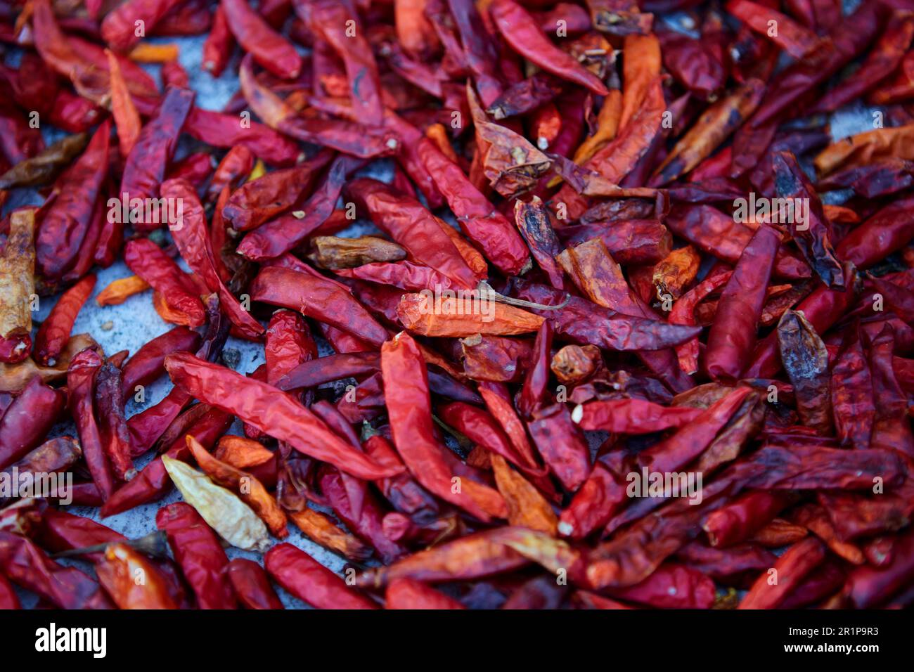 Chili pepper cultivation hi-res stock photography and images - Alamy