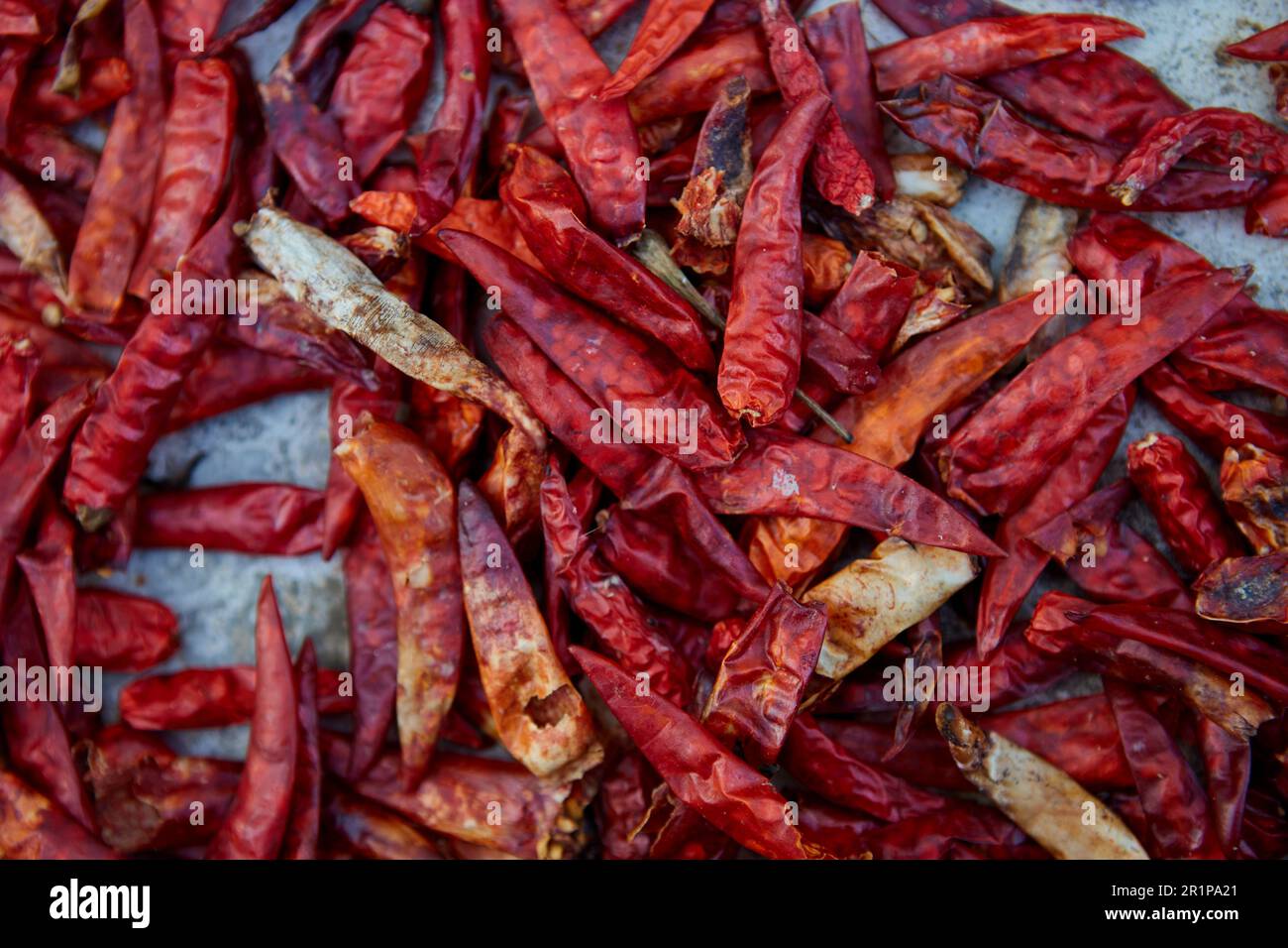 Chili pepper cultivation hi-res stock photography and images - Alamy