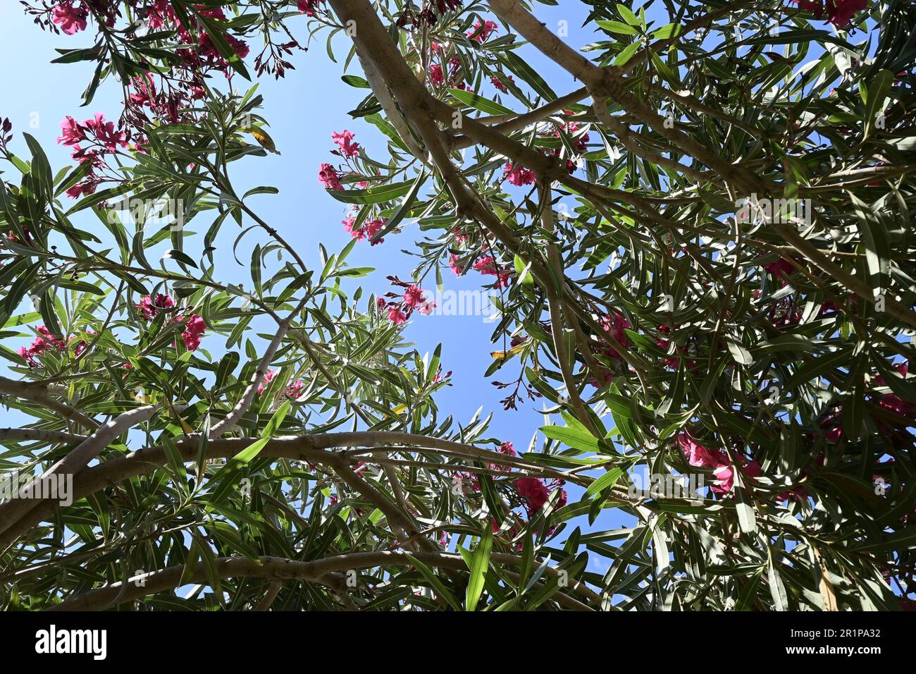 Pink Nerium oleander shrub with blue sea in background. Oleander is ...