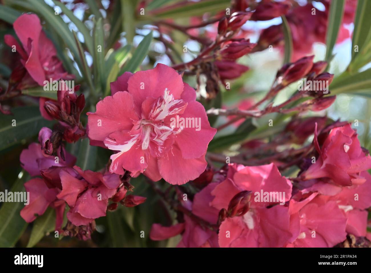 Pink Nerium oleander shrub with blue sea in background. Oleander is ...