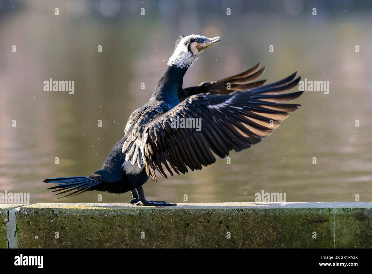 Great cormorant (Phalacrocorax carbo), Germany Stock Photo - Alamy