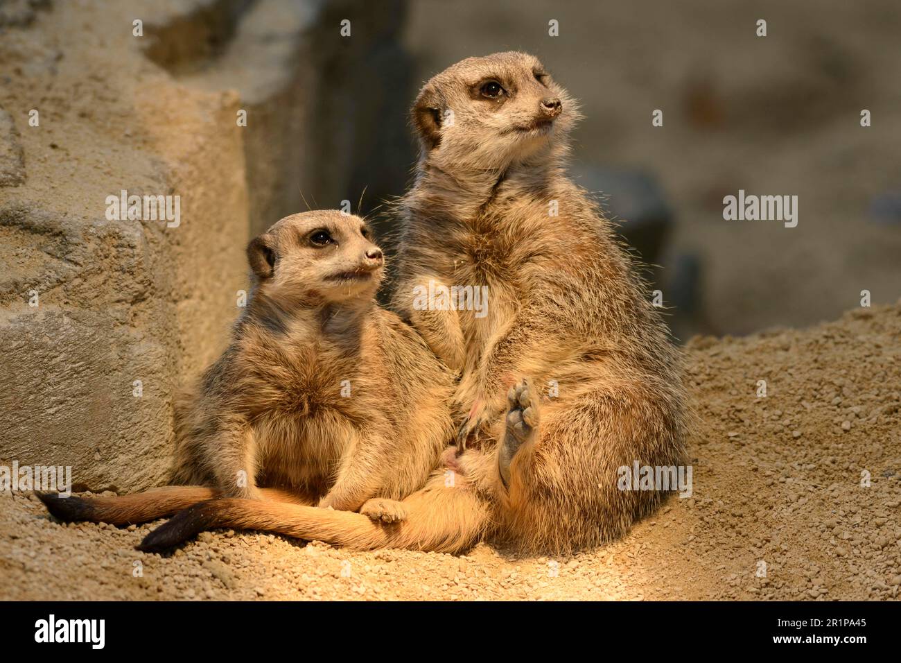 Meerkat (Suricata suricatta), captive Stock Photo - Alamy