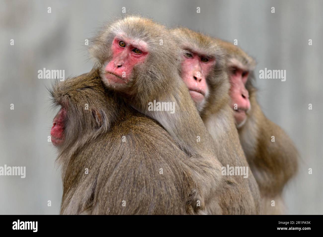 Japanese macaque (Macaca fuscata), Japanese macaque, in captivity Stock ...