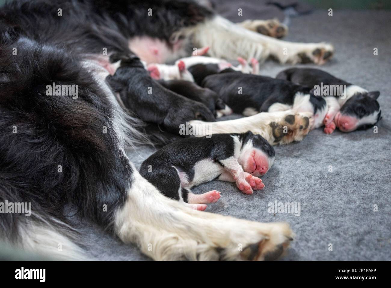 Week-old Border Collie puppies resting in a whelping box, eyes closed ...