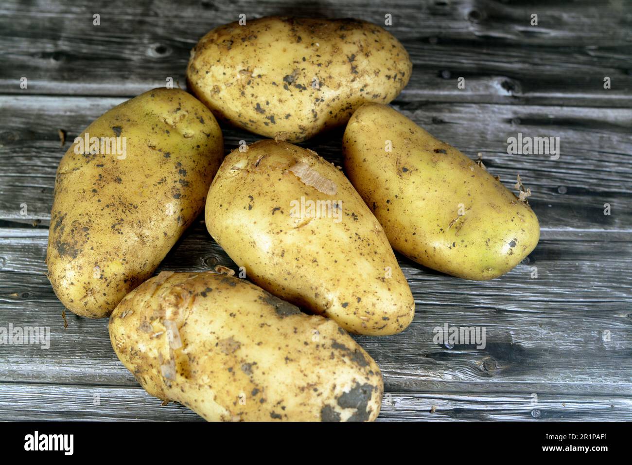 The potato, a starchy food, a tuber of the plant Solanum tuberosum and ...