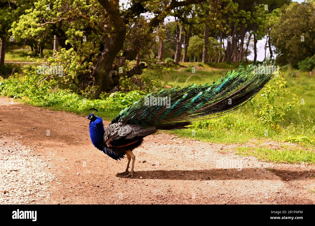 Beautiful male peacocks with bright color of feathers walk in the park ...