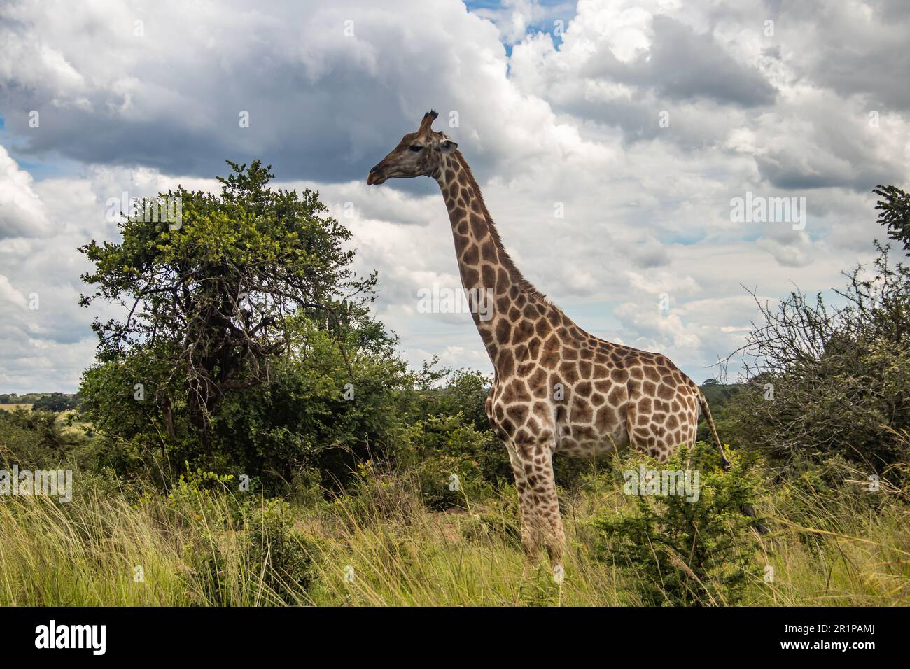 Lonely Giraffe in savannah, eating fruits from bushes' top, in her ...