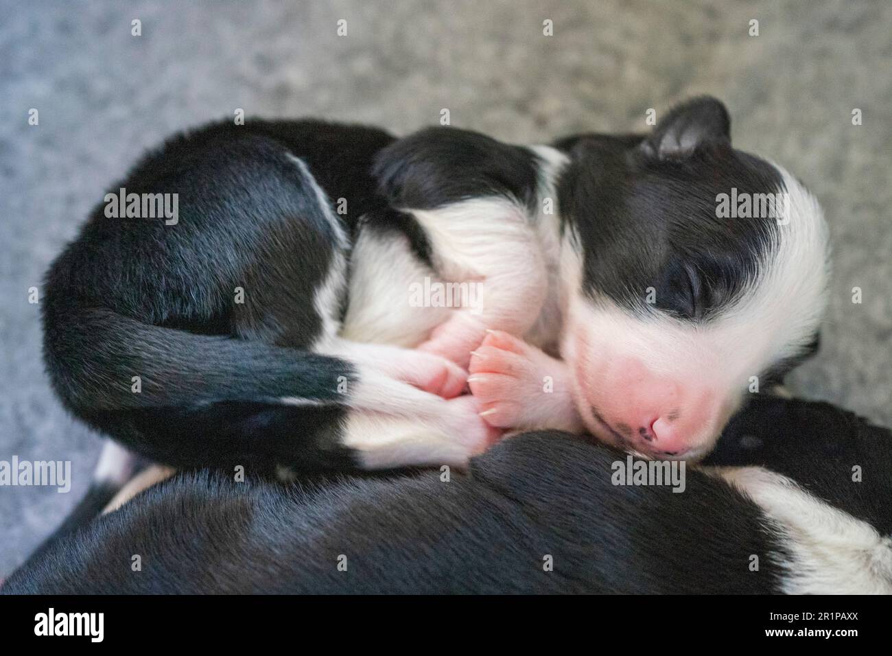 Week-old Border Collie puppies resting in a whelping box, eyes closed ...
