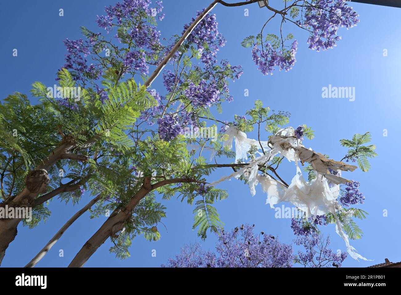 landscape with tree covered plastic bags, garbage dump Stock Photo - Alamy