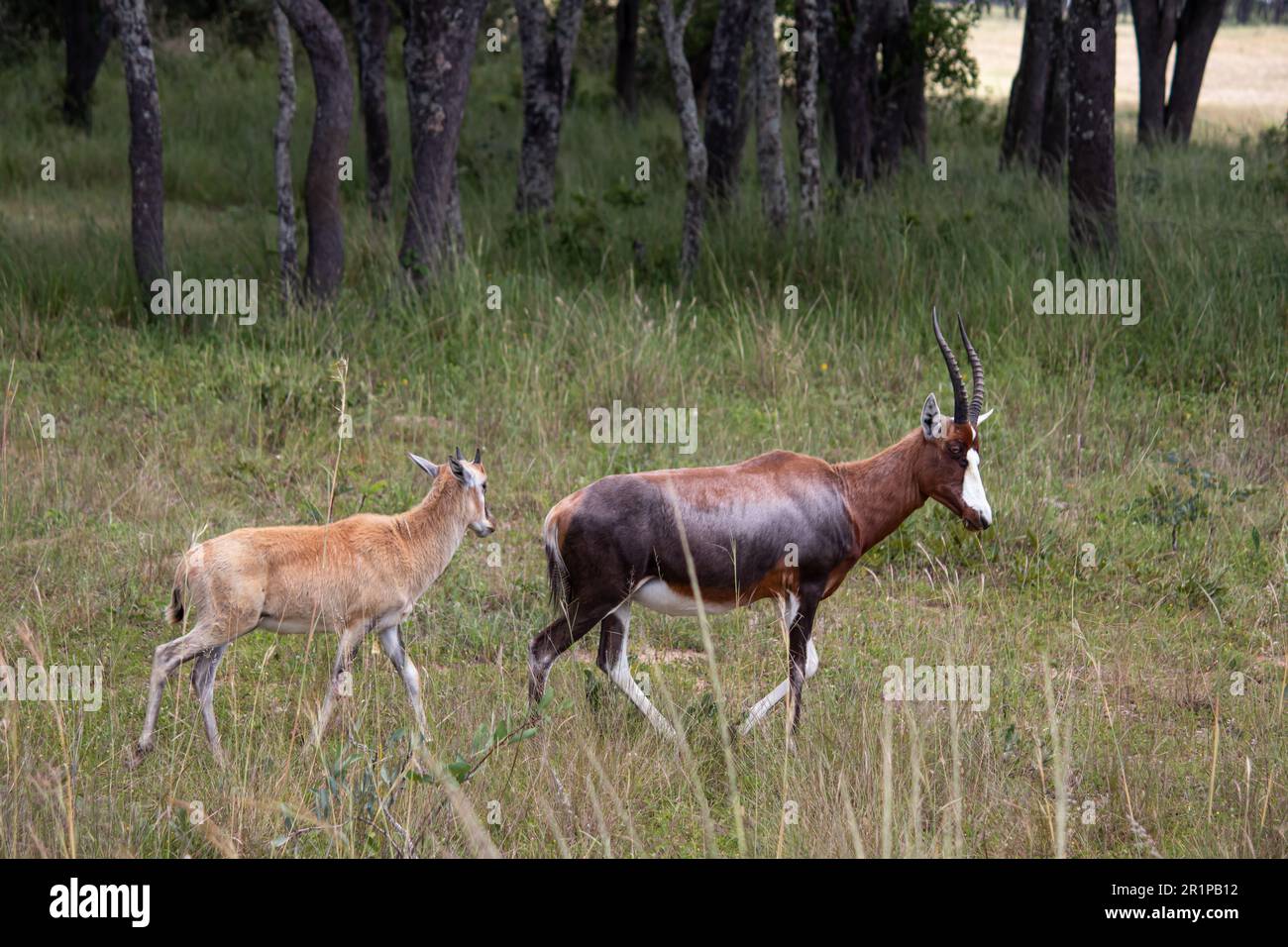 The blesbok or blesbuck (Damaliscus pygargus phillipsi) is a subspecies ...