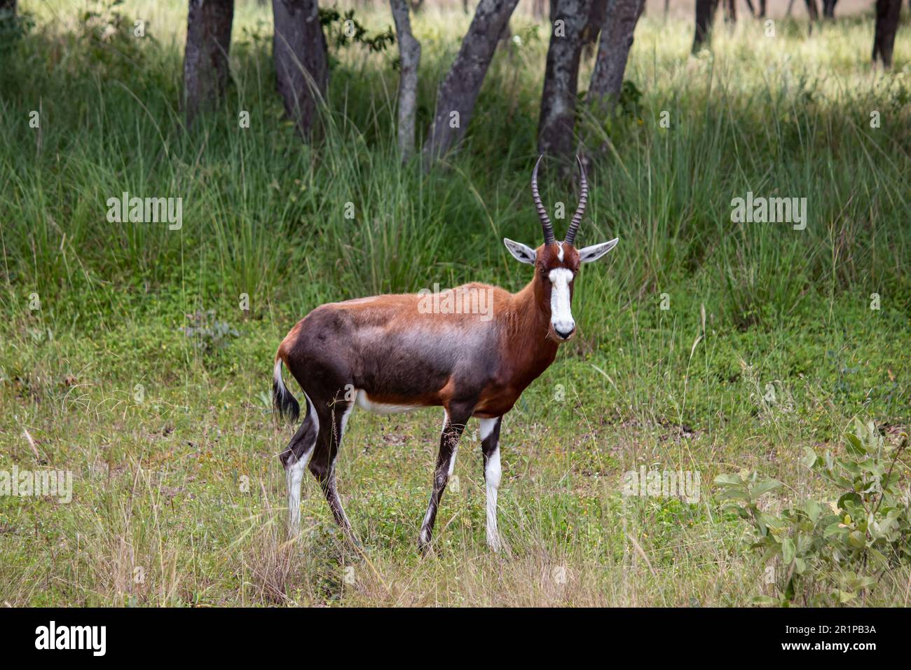Animal of parks hi-res stock photography and images - Alamy