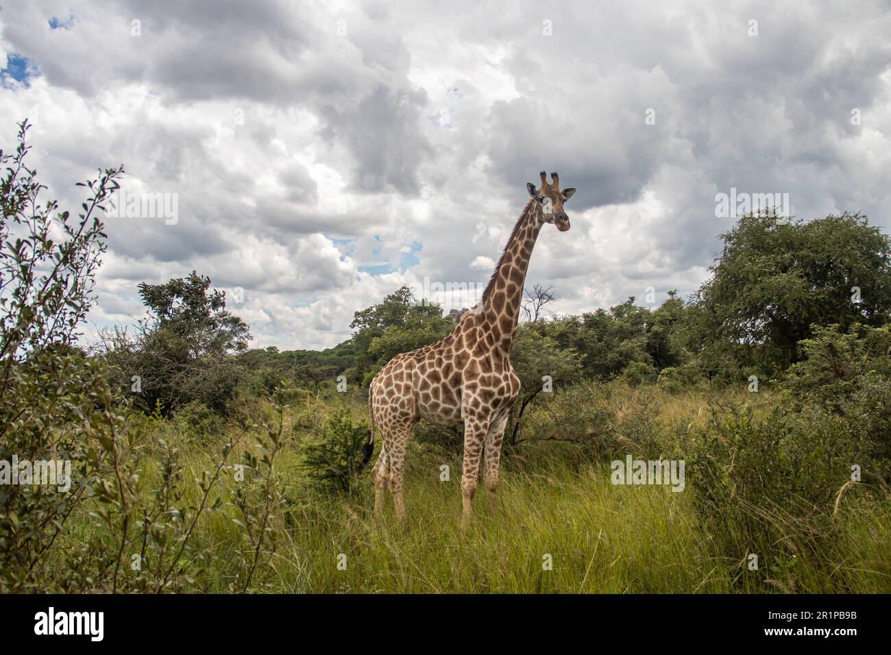 Lonely Giraffe standing in bushes in savannah, her natural habitat, in ...