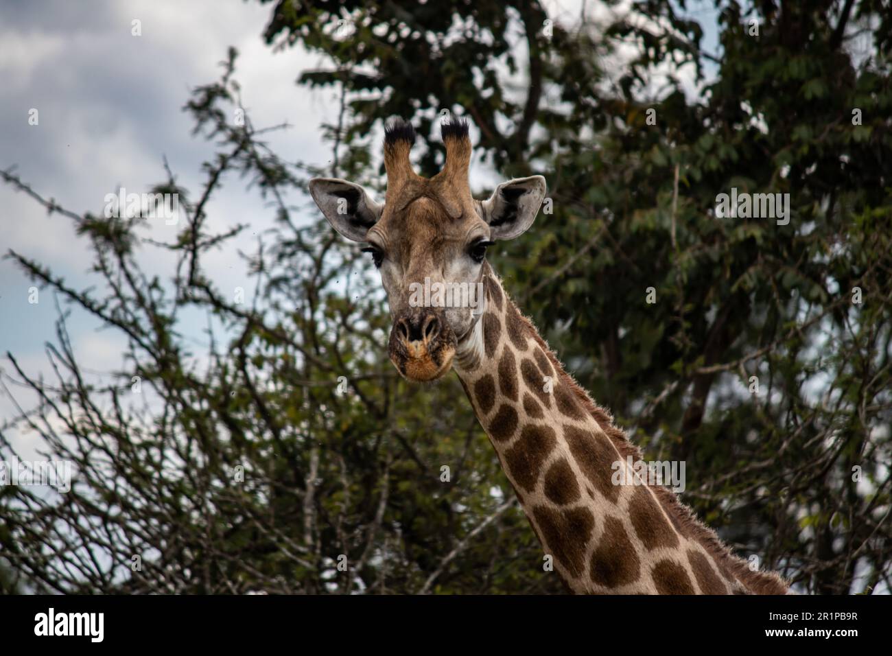Lonely Giraffe standing in bushes in savannah, her natural habitat, in ...