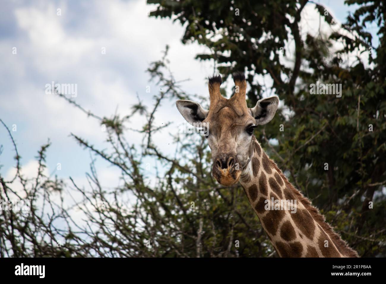 Lonely Giraffe in savannah, her natural habitat, in Imire Rhino ...