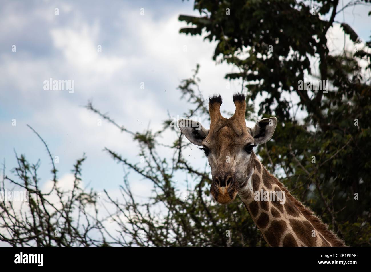 Lonely Giraffe in savannah, her natural habitat, in Imire Rhino ...