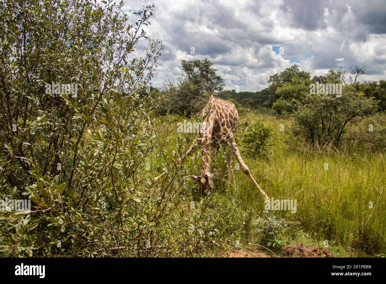 Giraffe in savannah in crouching position, her natural habitat, in ...