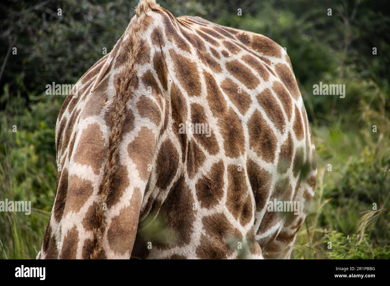 Giraffe in savannah in crouching position, her natural habitat, in ...