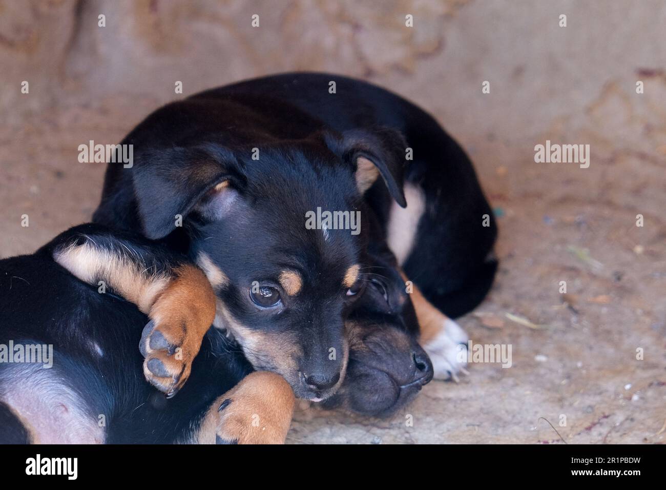 Little baby young dogs playing eachother inside shed. Selective focus ...