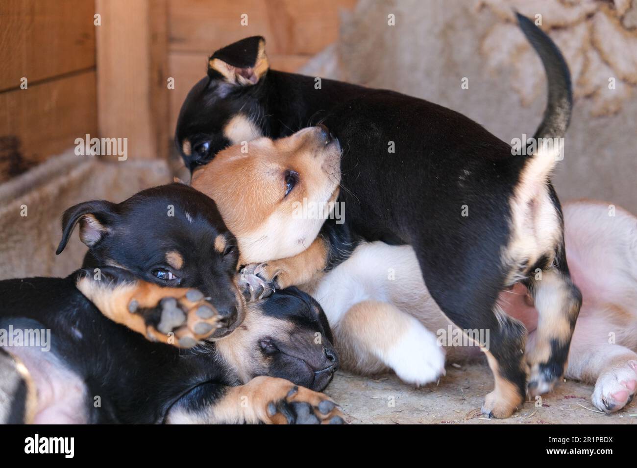 Little baby young dogs playing eachother inside shed. Selective focus of dog Stock Photo - Alamy