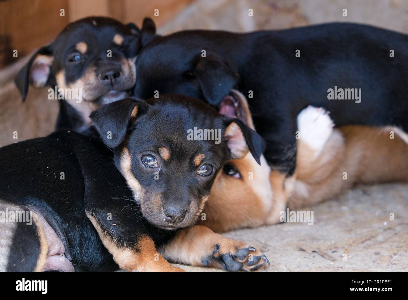 Little baby young dogs playing eachother inside shed. Selective focus ...