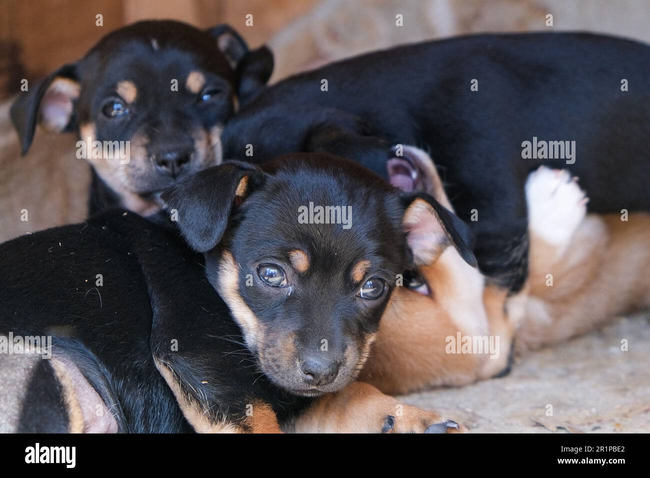 Little baby young dogs playing eachother inside shed. Selective focus ...