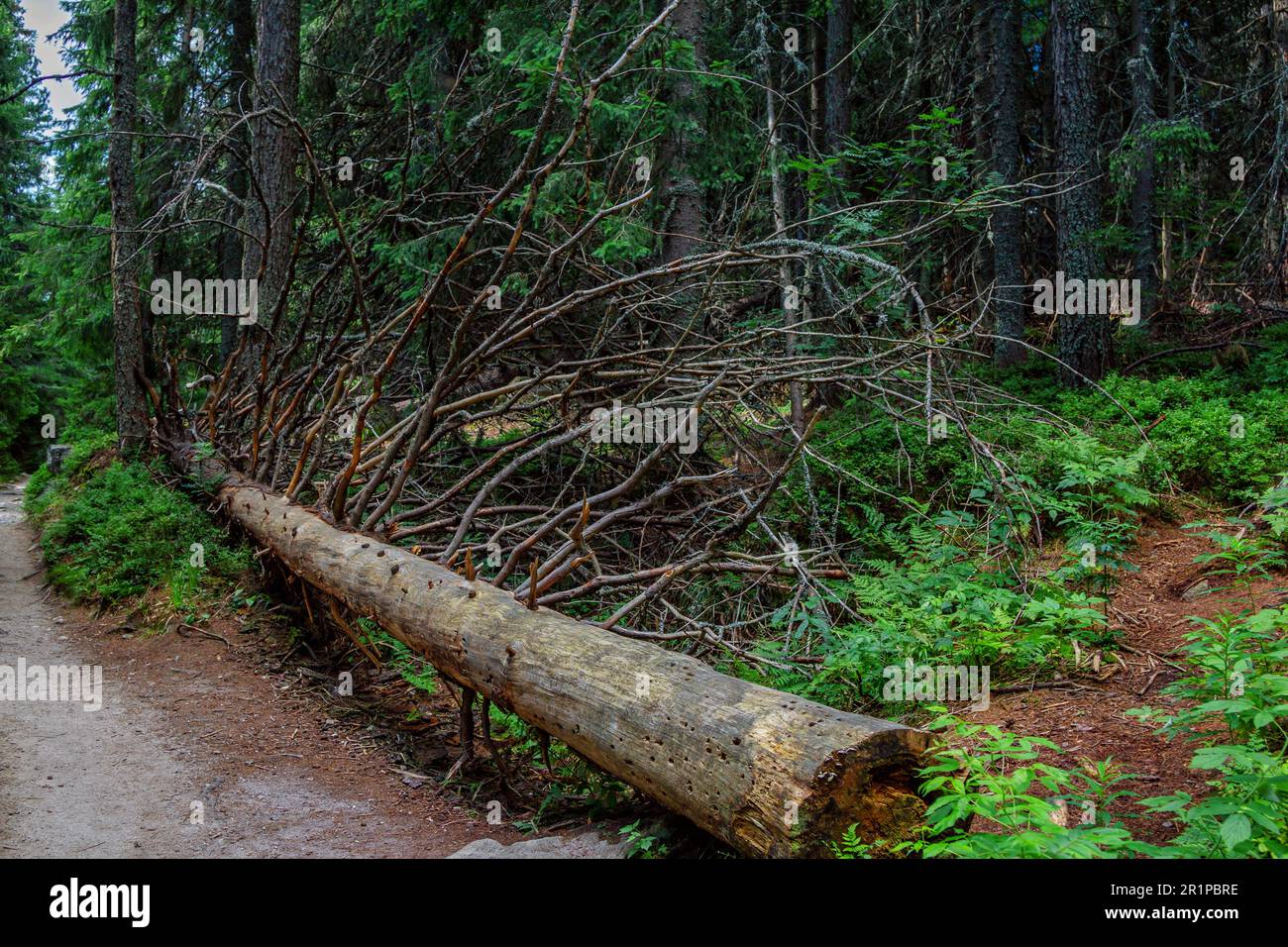 View of a large fallen tree with dry branches and peeled bark in a ...