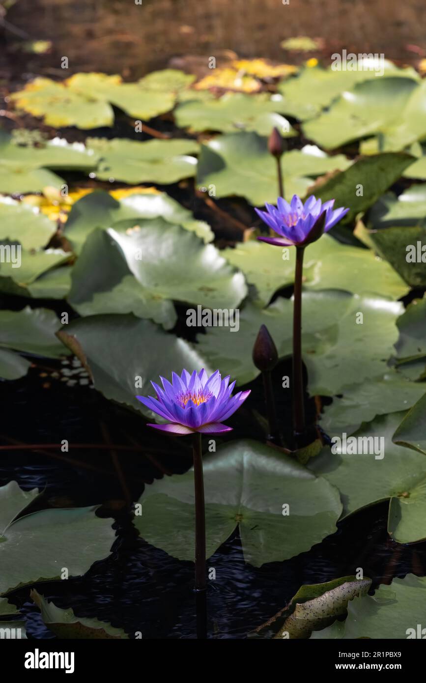 Two Lotus Flowers Are Standing on The Water. Lotus Flower Photo Stock ...