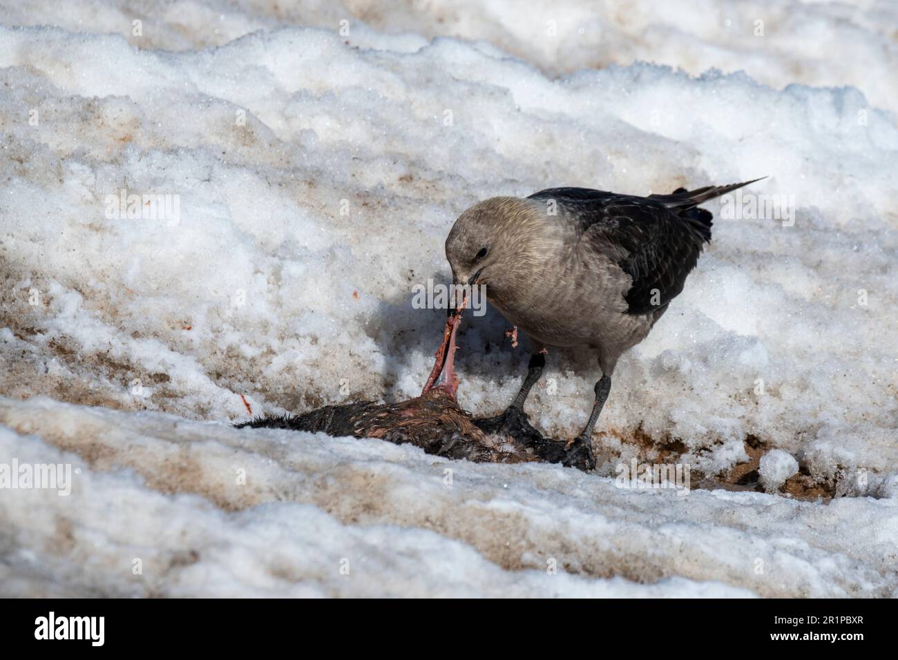 Skua feeding hi-res stock photography and images - Alamy