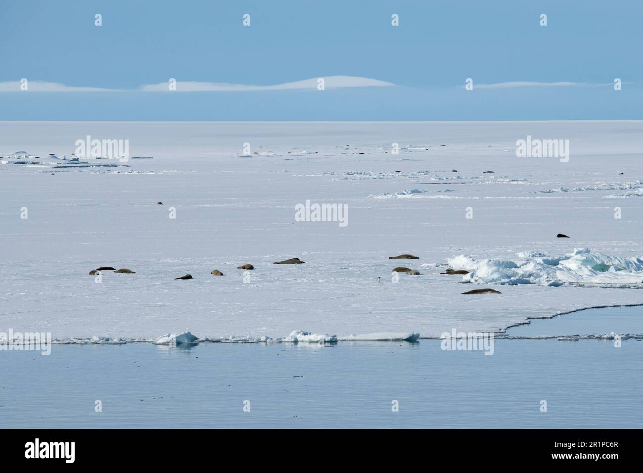 Antarctica, Bellingshausen Sea, Carroll Inlet. Crabeater seals on sea ...