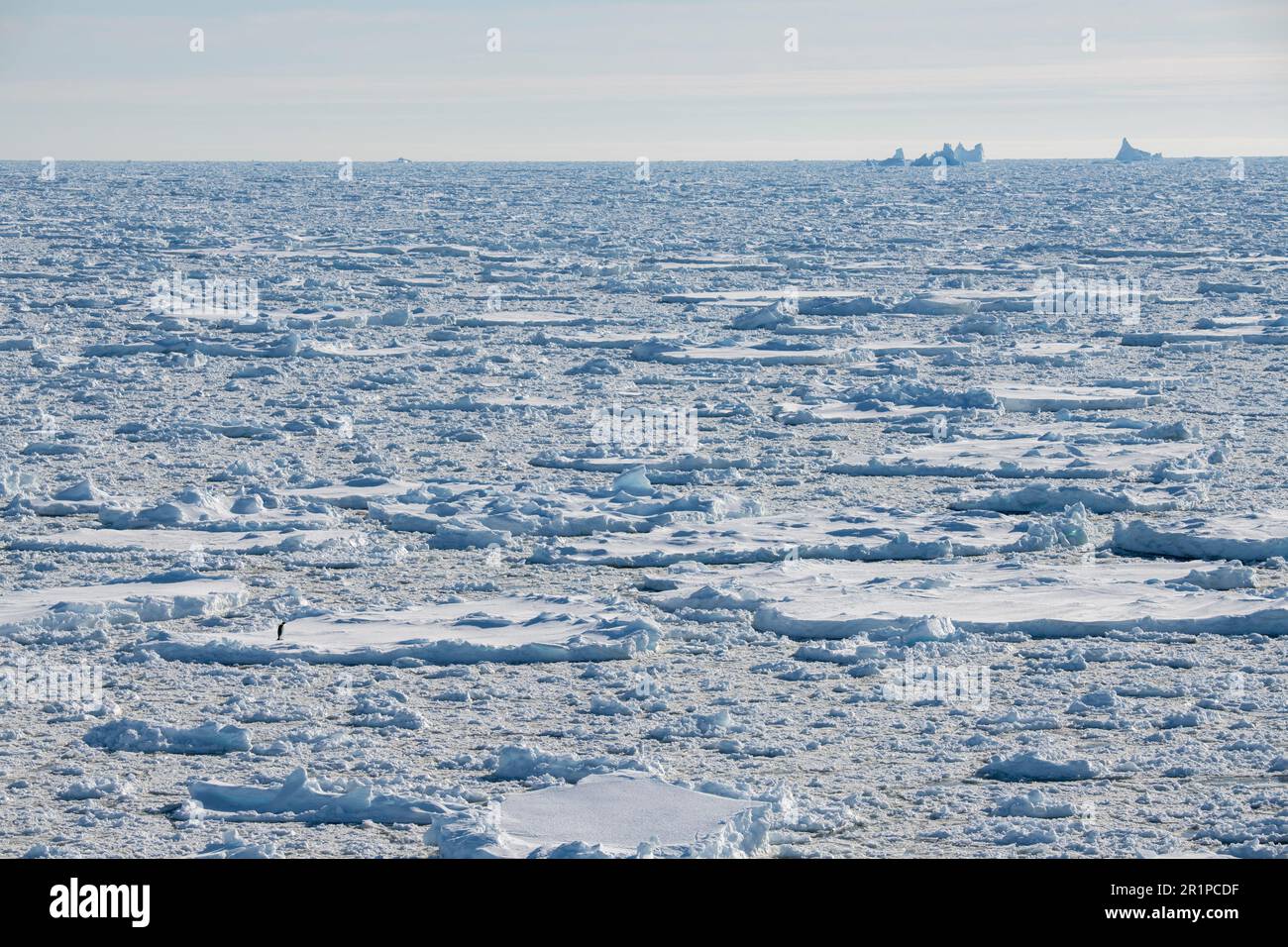 Antarctica, Amundsen Sea. e Emperor penguin in pack ice habitat Stock ...